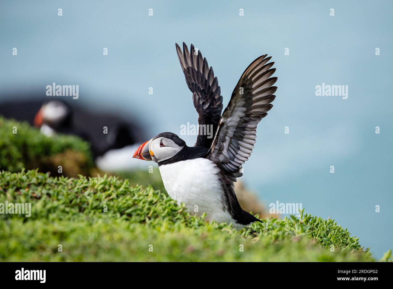 Cute Puffins, with their cute clown faces, going about their business ...