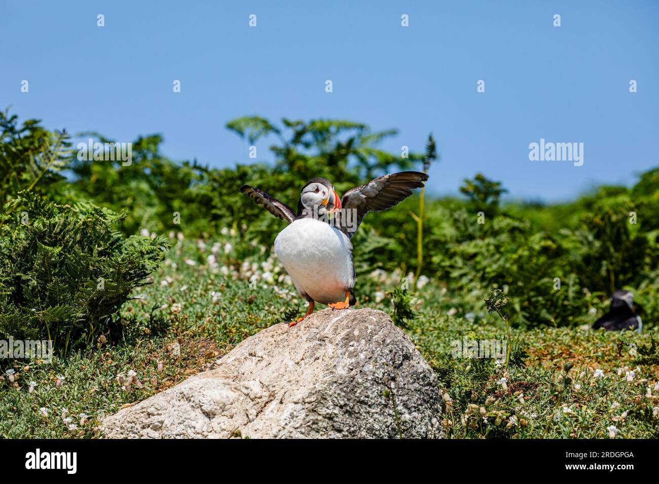 Cute Puffins, with their cute clown faces, going about their business ...
