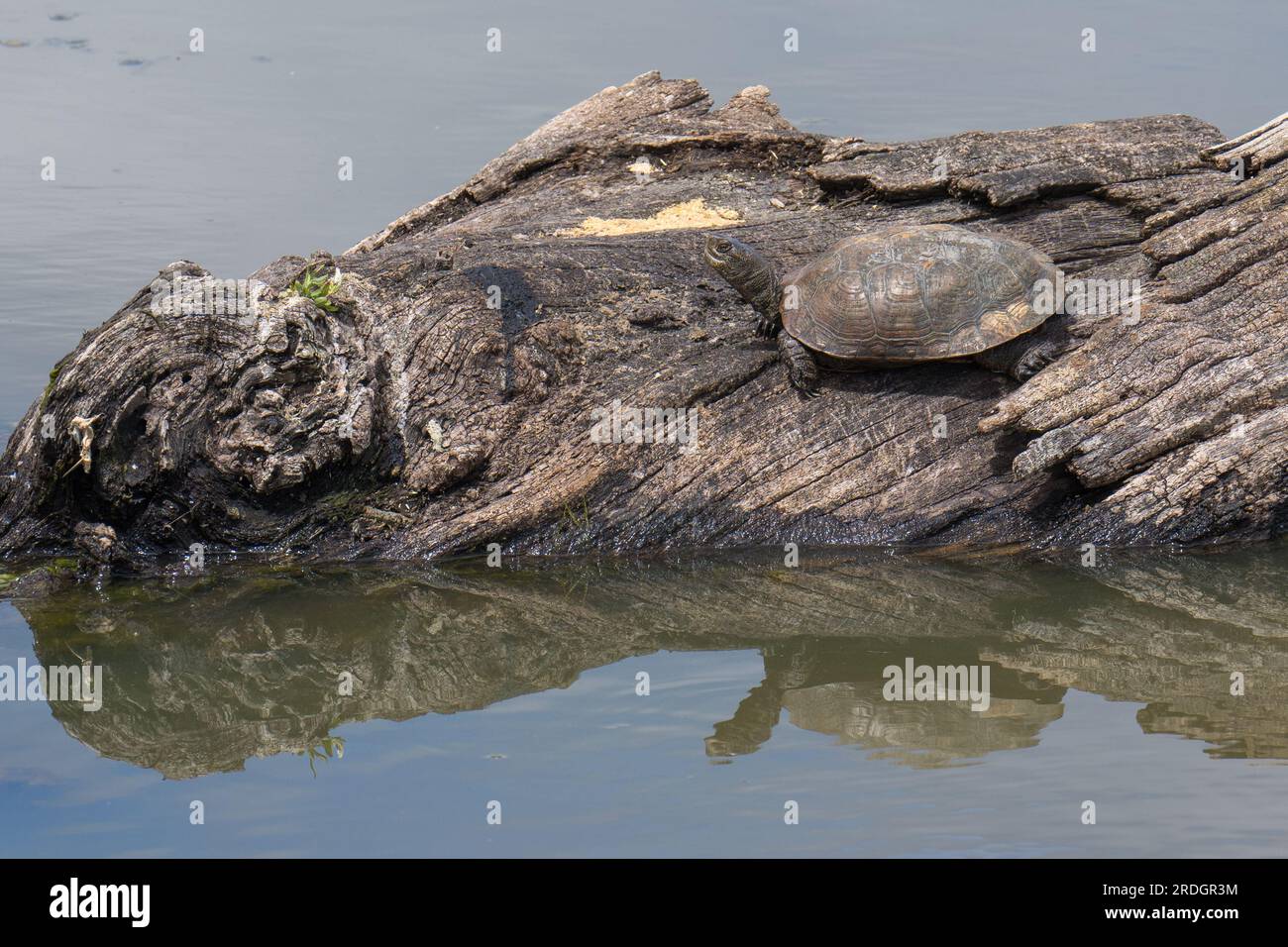 The western pond turtle hi-res stock photography and images - Alamy