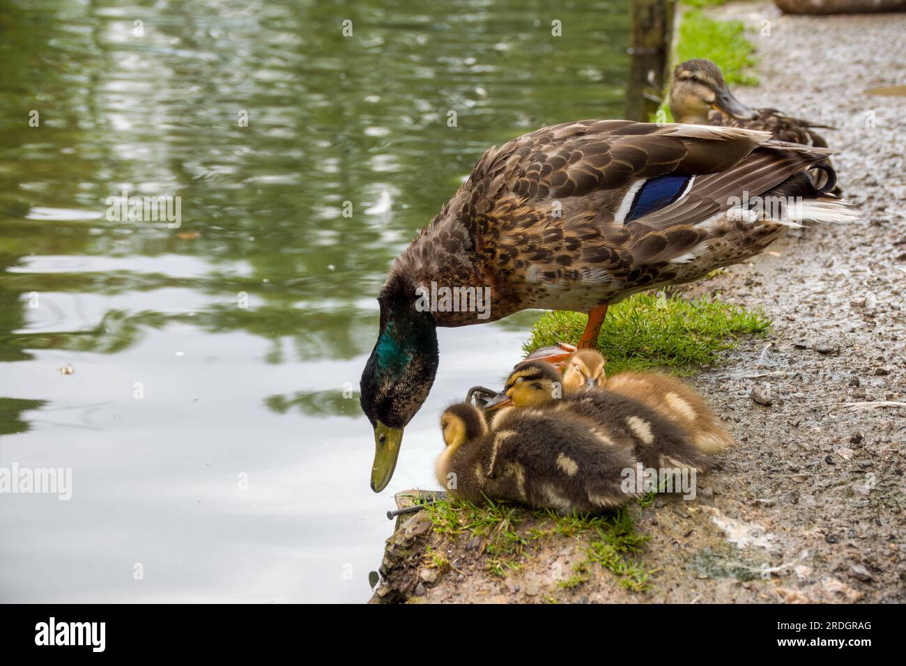 Flying Mallard Duck Baby