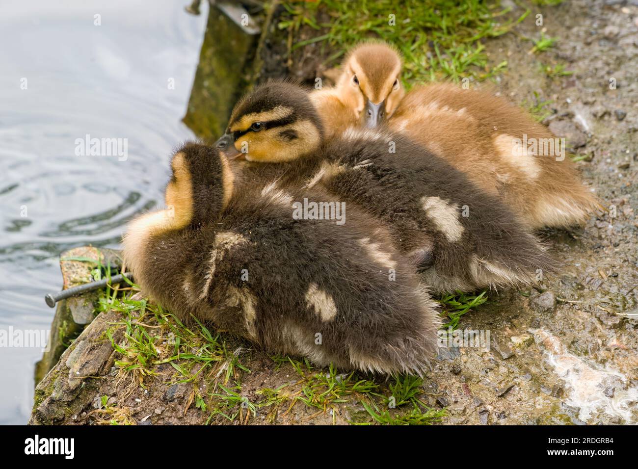 Mallard hen and duckling hi-res stock photography and images - Alamy