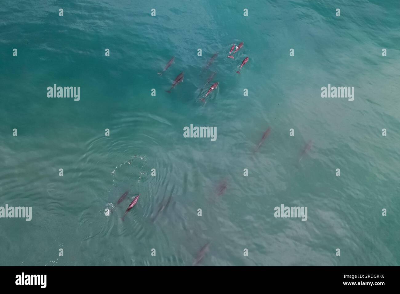 Aerial View of beautiful view of the pod of dolphins swimming free in ...