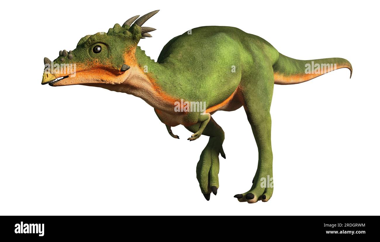 Dracorex is a genus of pachycephalosaurid dinosaur that lived in North ...