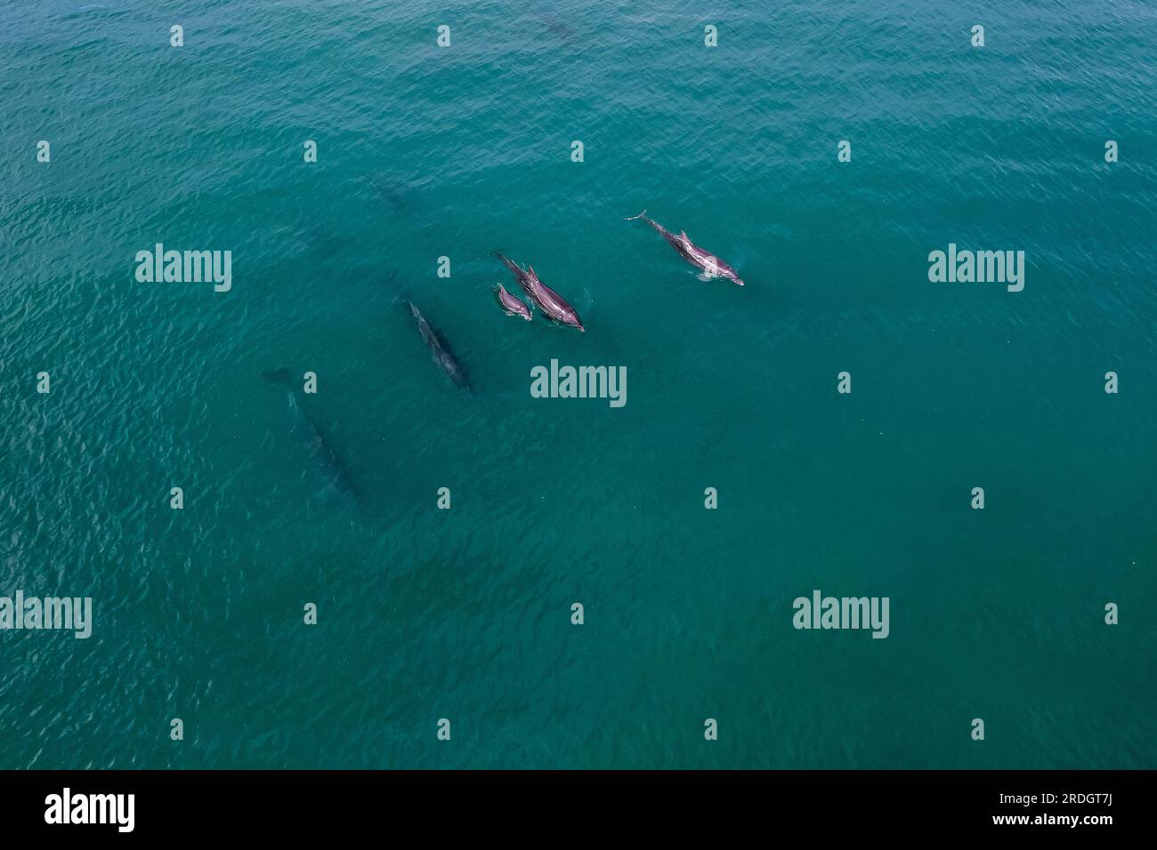 Aerial View of beautiful view of the pod of dolphins swimming free in ...