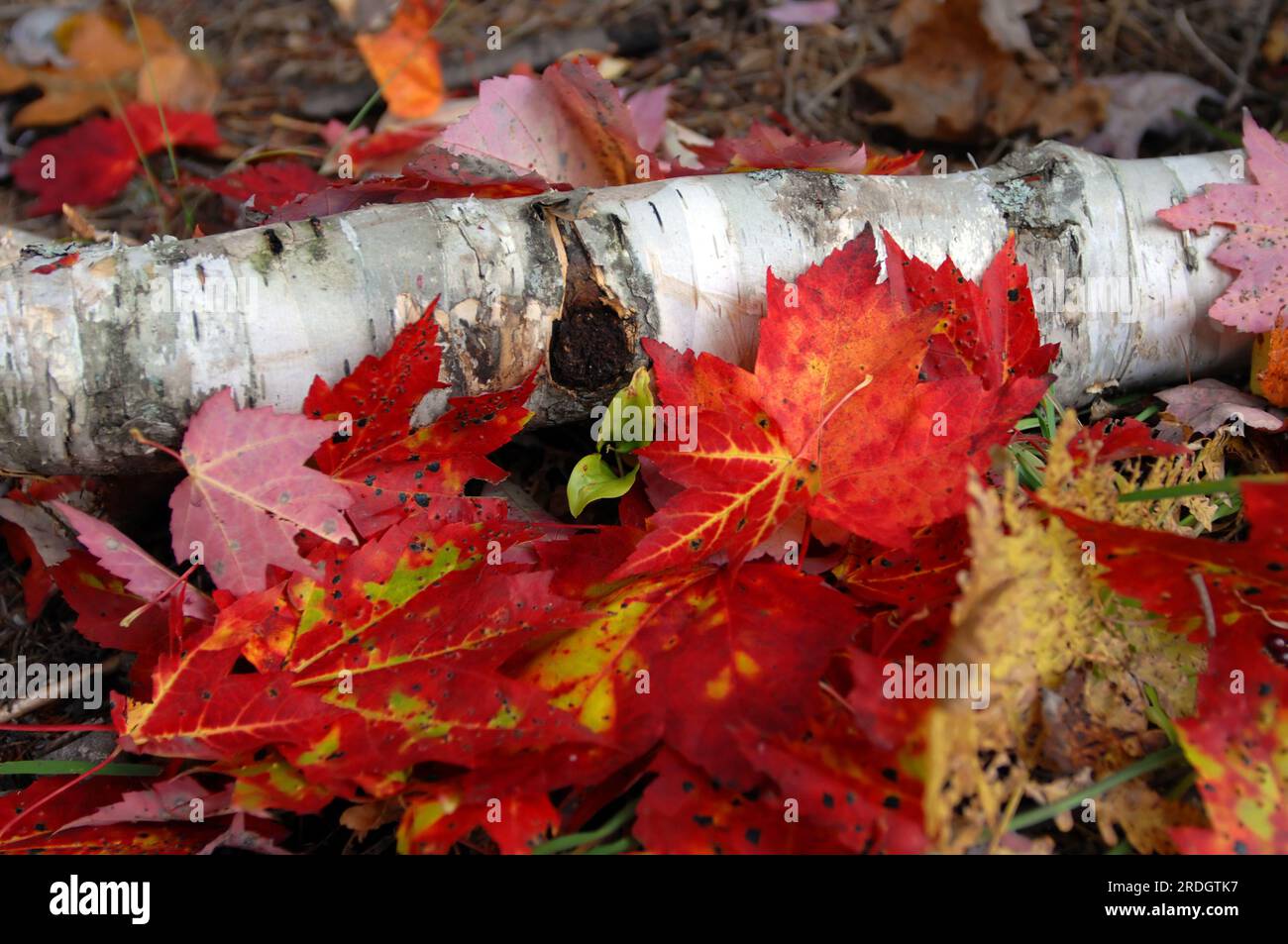 Trunk image hi-res stock photography and images - Alamy