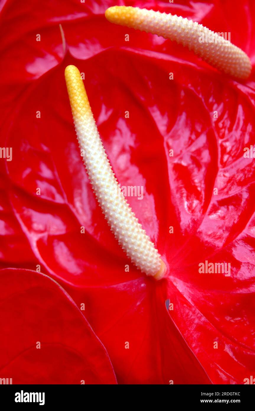 Closeup on a cluster of Anthuriums disclosing waxy leaves and center ...