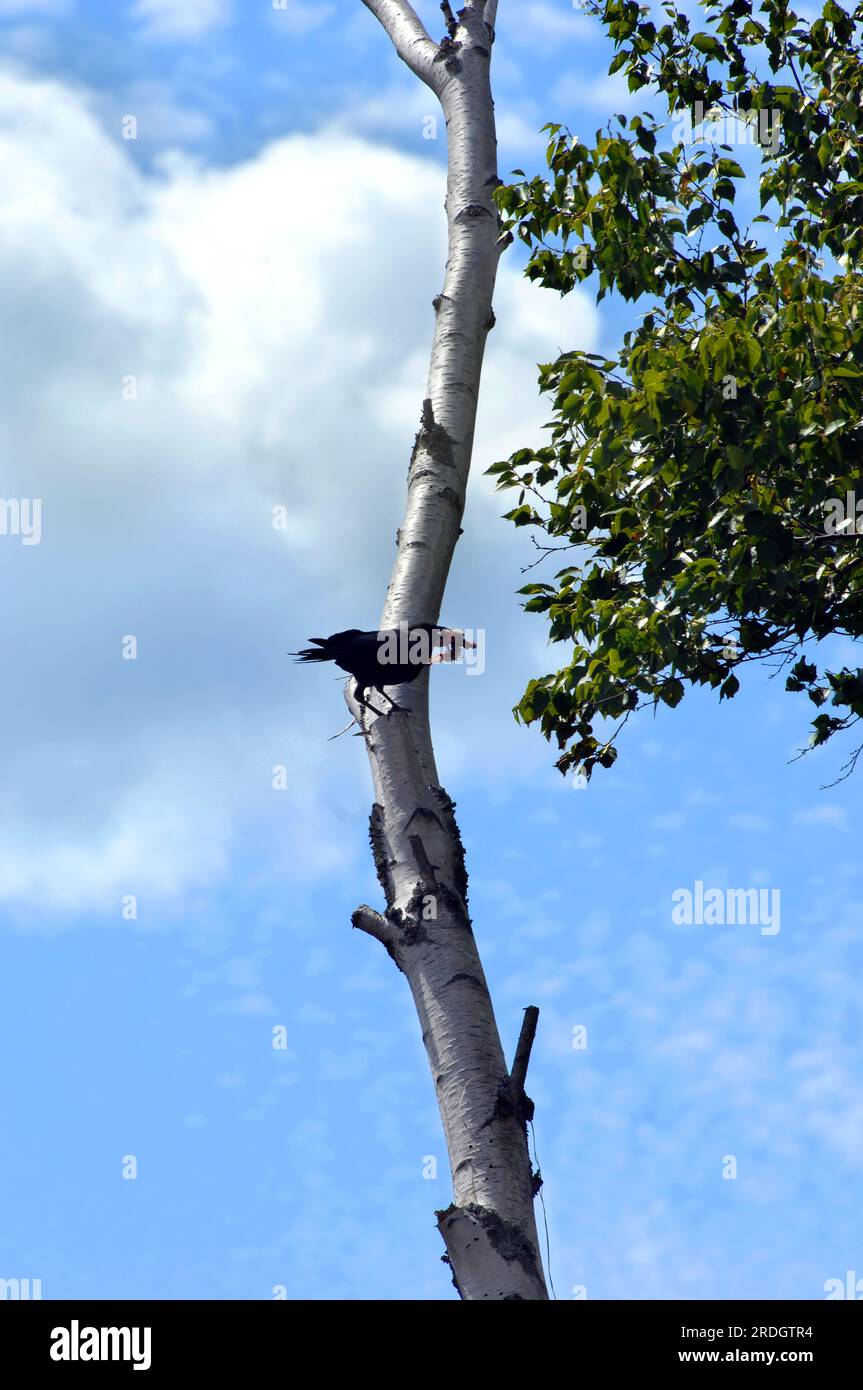 Black crow alights on tree trunk with scavenged rodent in its beak ...