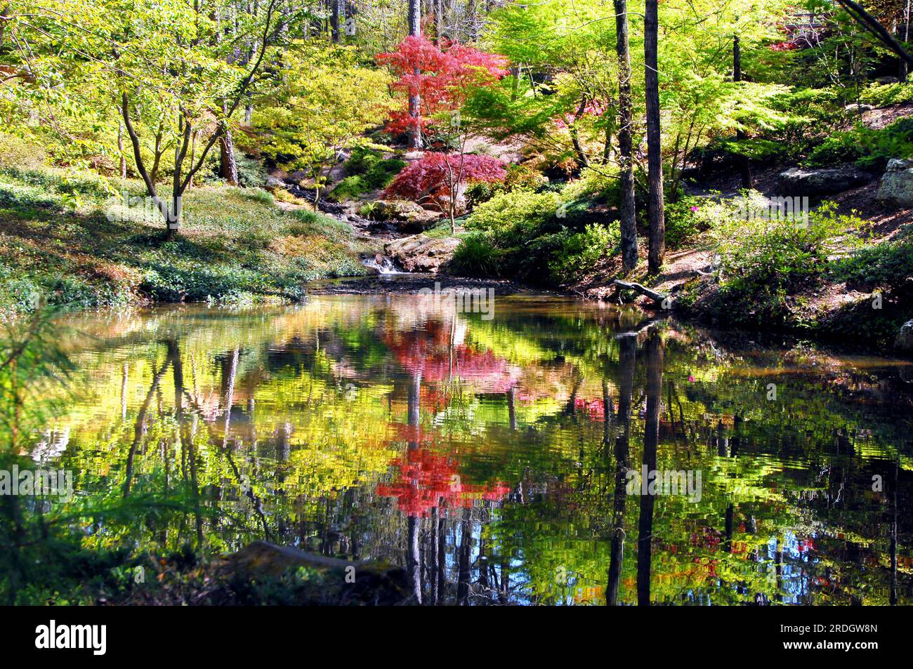 Still waters of reflecting pool mirror Japanese Maple and spring green ...