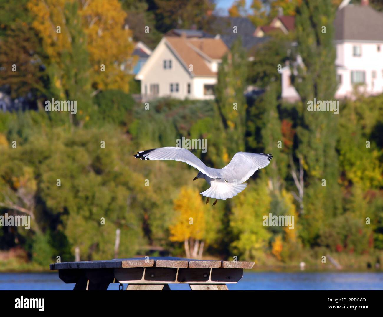 Picnic table, in City of Houghton Beach Front Park, serves as landing ...