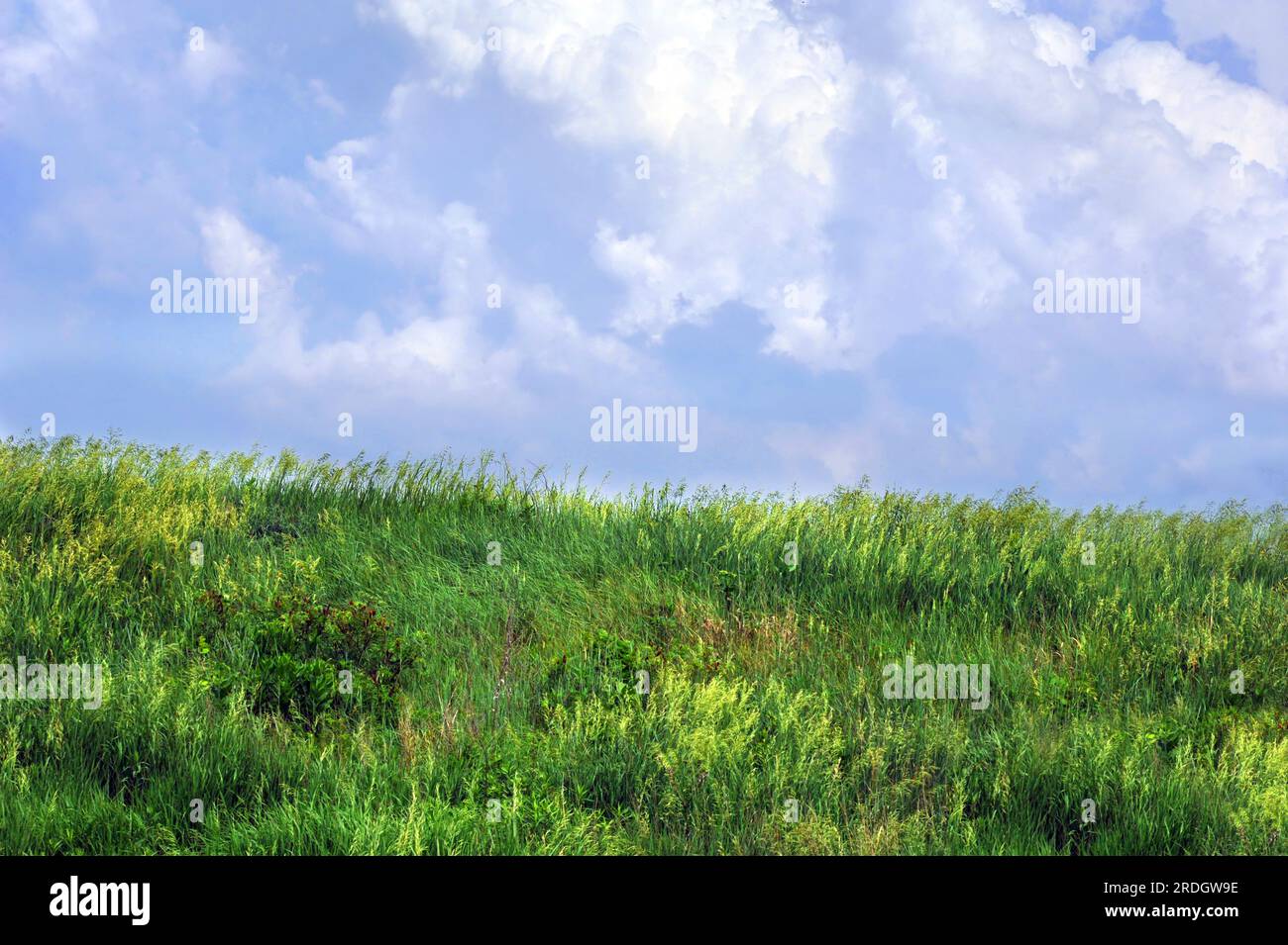Green, Kansas prairie grass rolls up a low hill into a blue sky with ...
