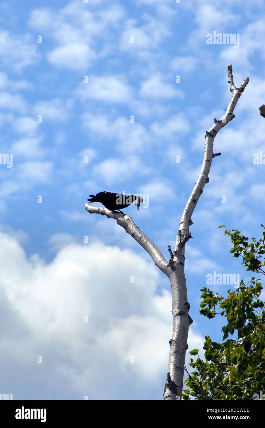 Black crow perches on tree trunk with remains of dead bird in its beak ...