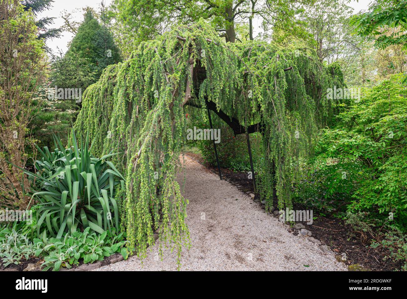 Weeping cedar of Lebanon (Cedrus libani 'Pendula' ) over a path in a botanical garden Stock ...
