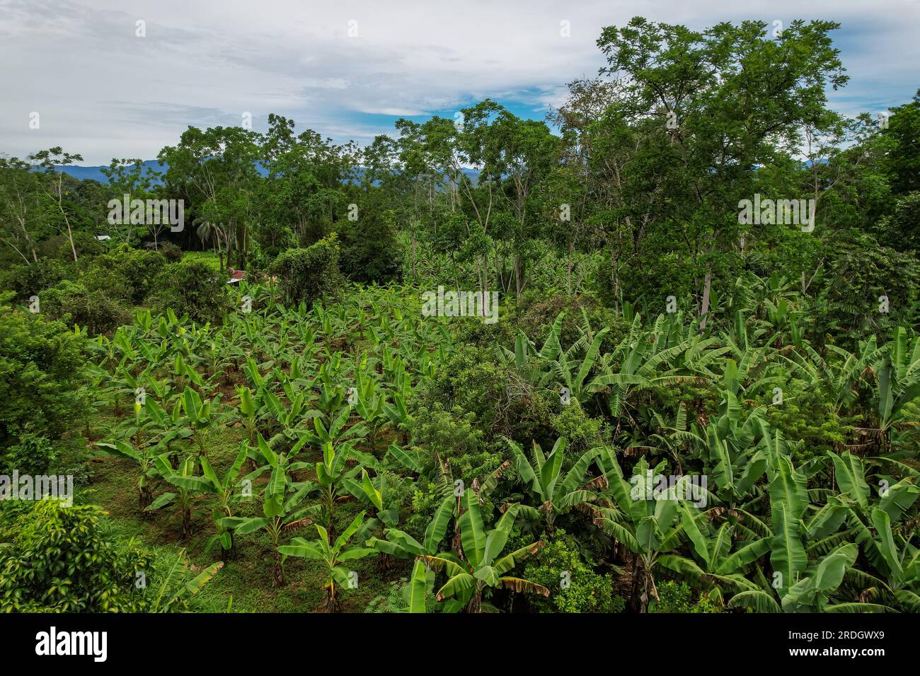 Beautiful aerial view of the Costa Rica Rainforest in the Talamanca ...