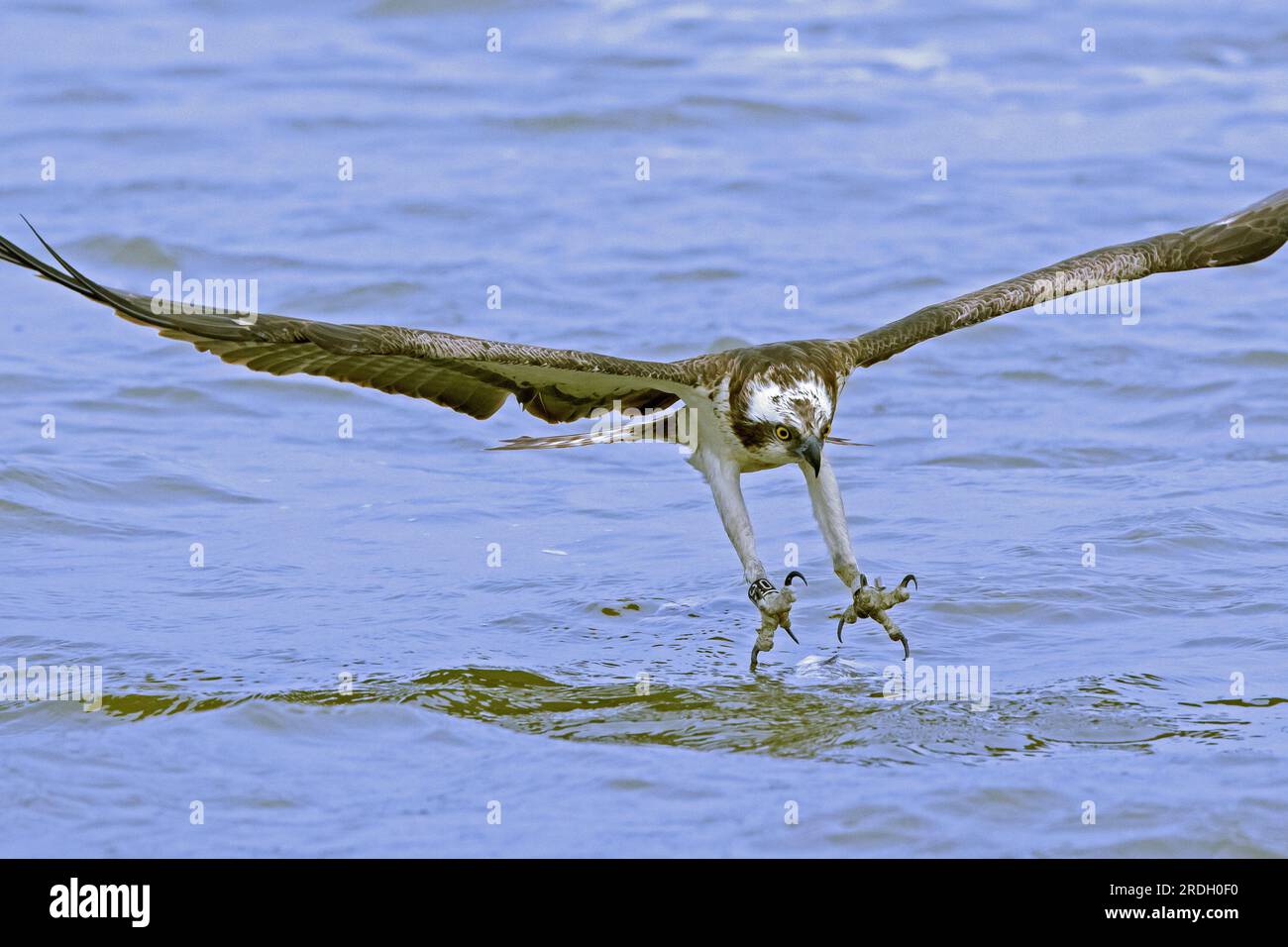 Western osprey (Pandion haliaetus) in flight, diving with feet ...