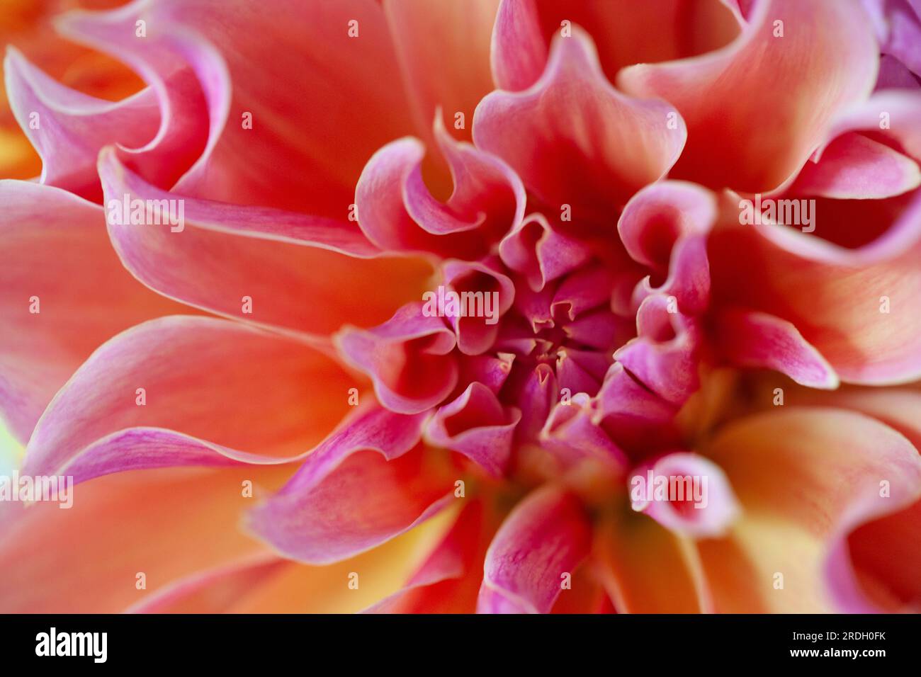 The curves and colours of dahlia "Labyrinth" flowers are shown in close ...