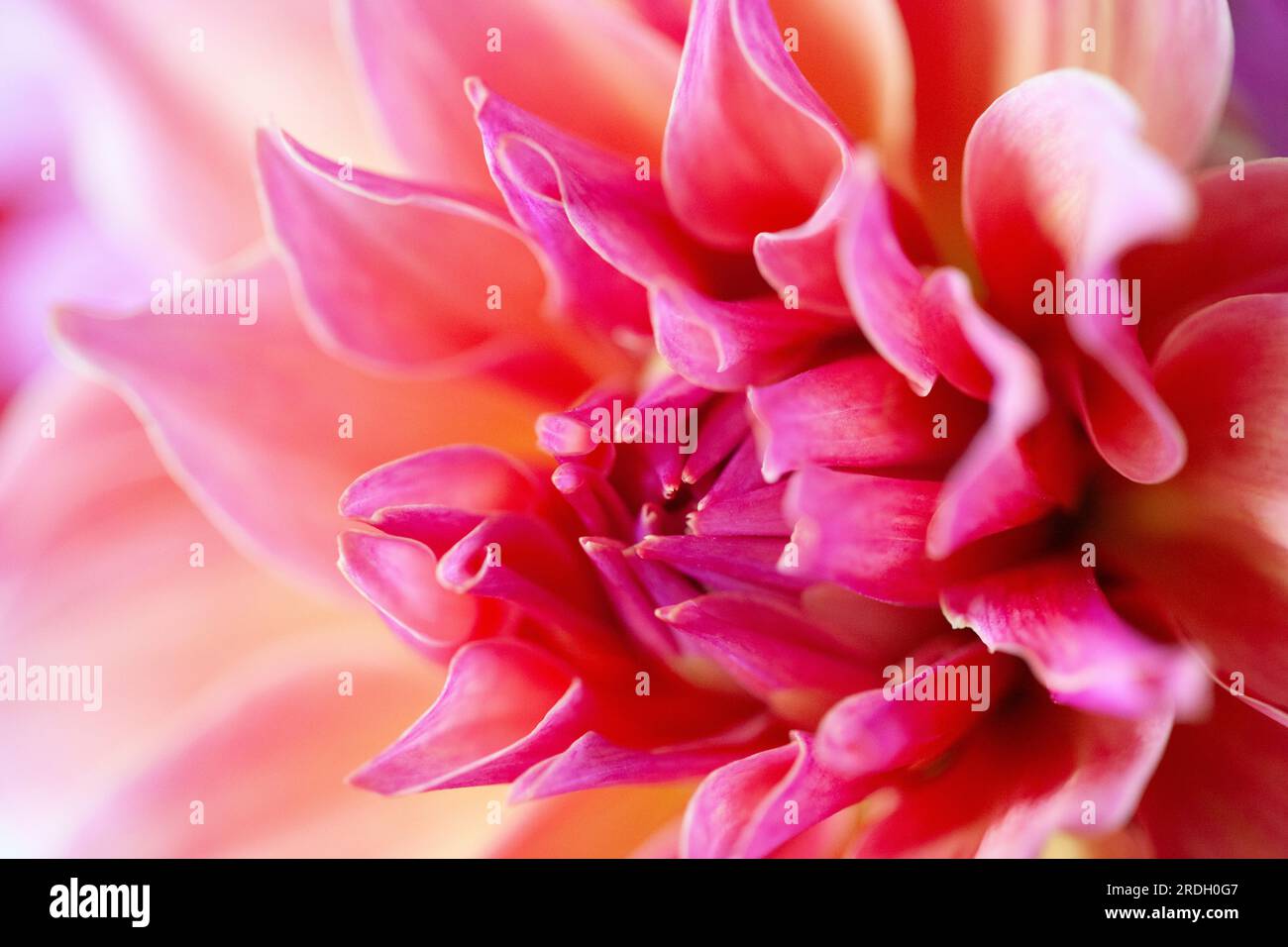 The curves and colours of dahlia "Labyrinth" flowers are shown in close ...