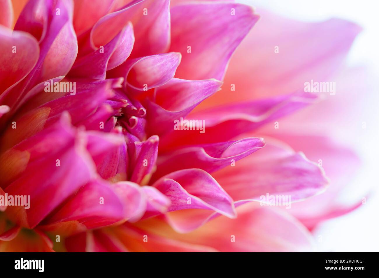 The curves and colours of dahlia "Labyrinth" flowers are shown in close ...