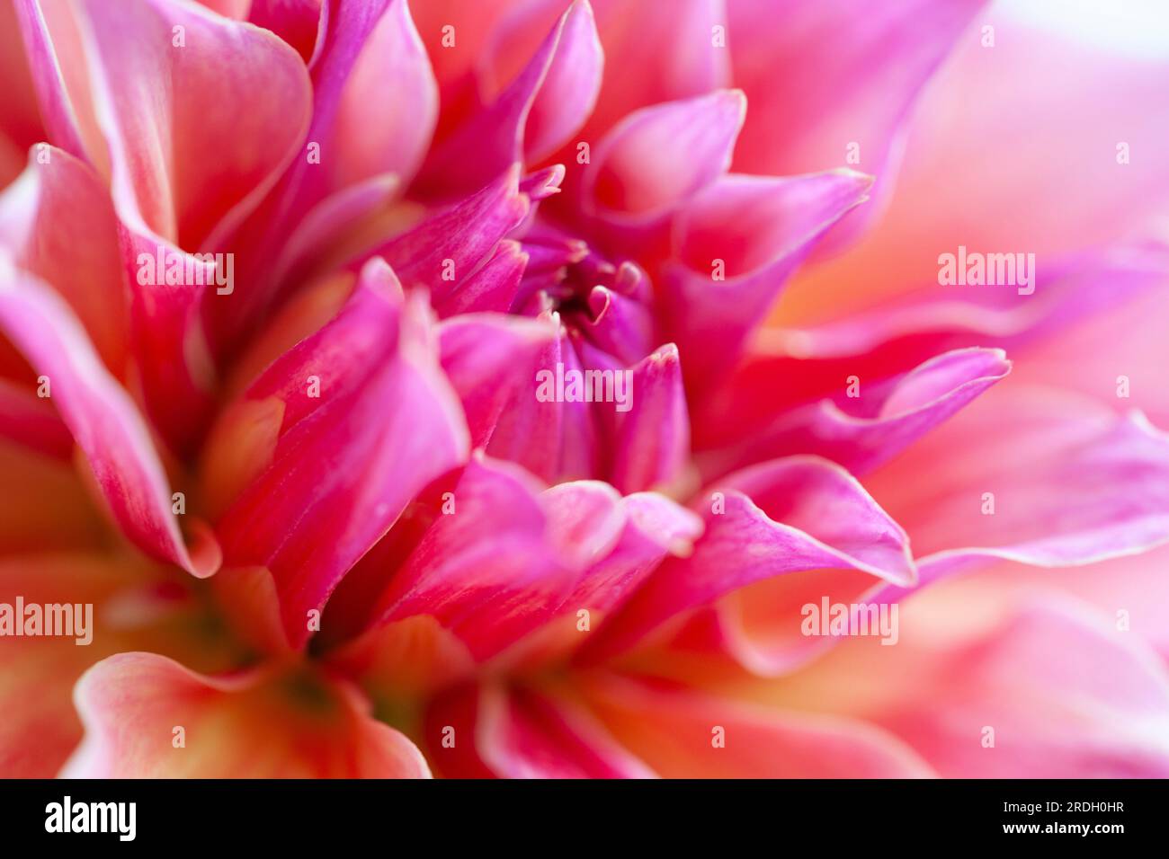 The curves and colours of dahlia "Labyrinth" flowers are shown in close ...