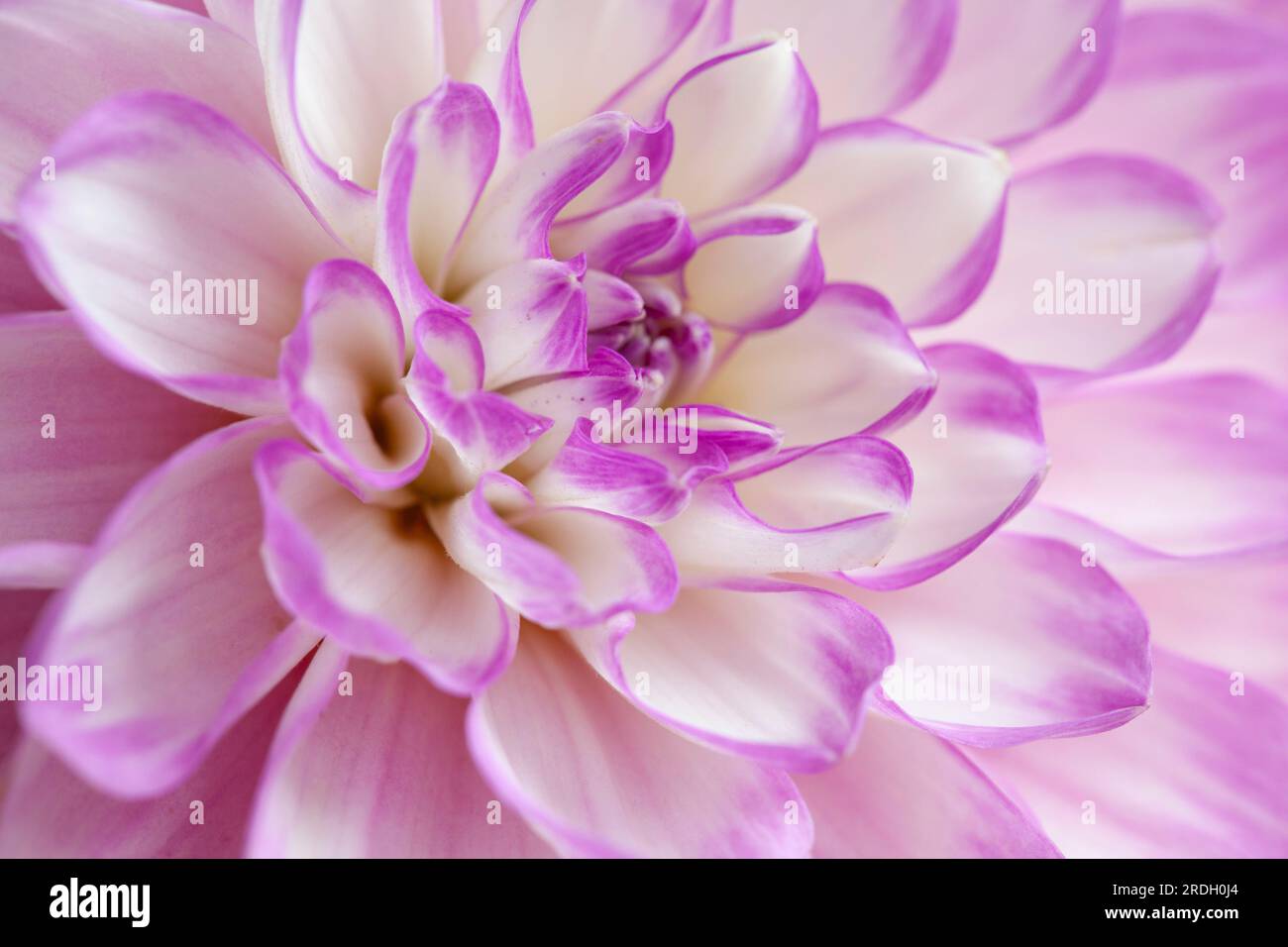 The curves and colours of dahlia flowers are shown in close-up detail ...