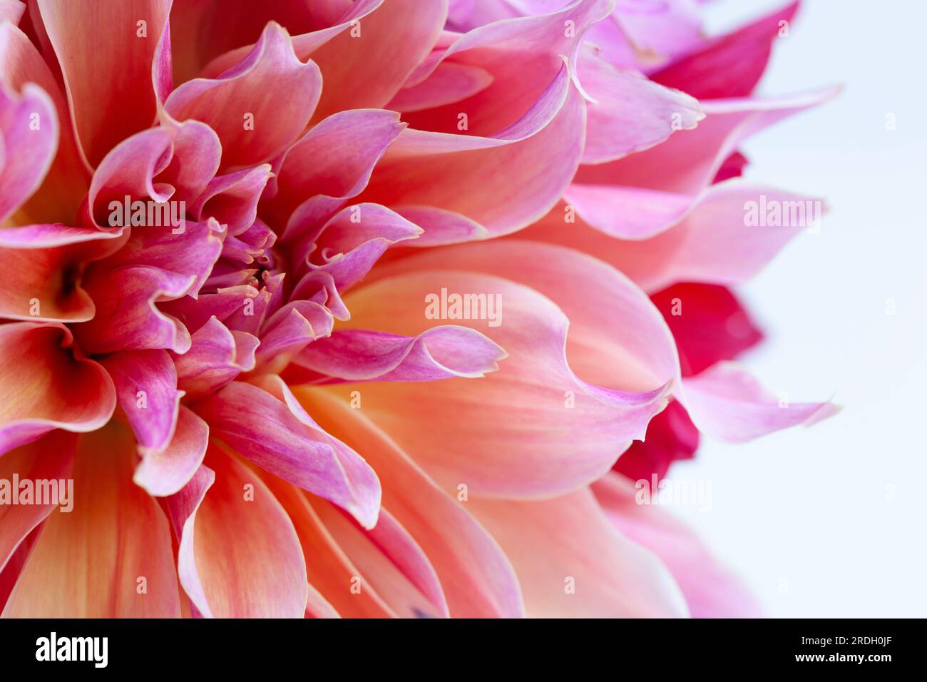 The curves and colours of dahlia "Labyrinth" flowers are shown in close ...