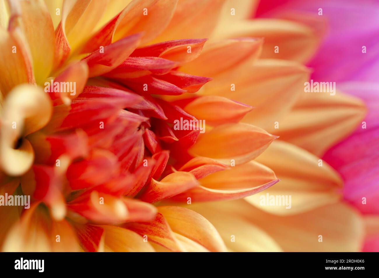The curves and colours of dahlia flowers are shown in close-up detail ...