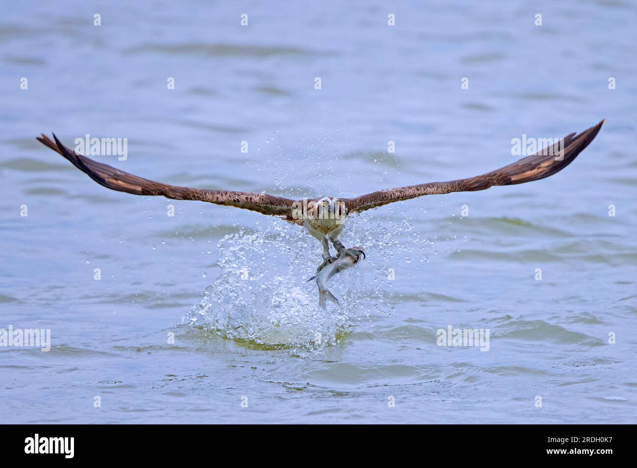 Western osprey (Pandion haliaetus) with caught fish in its talons ...