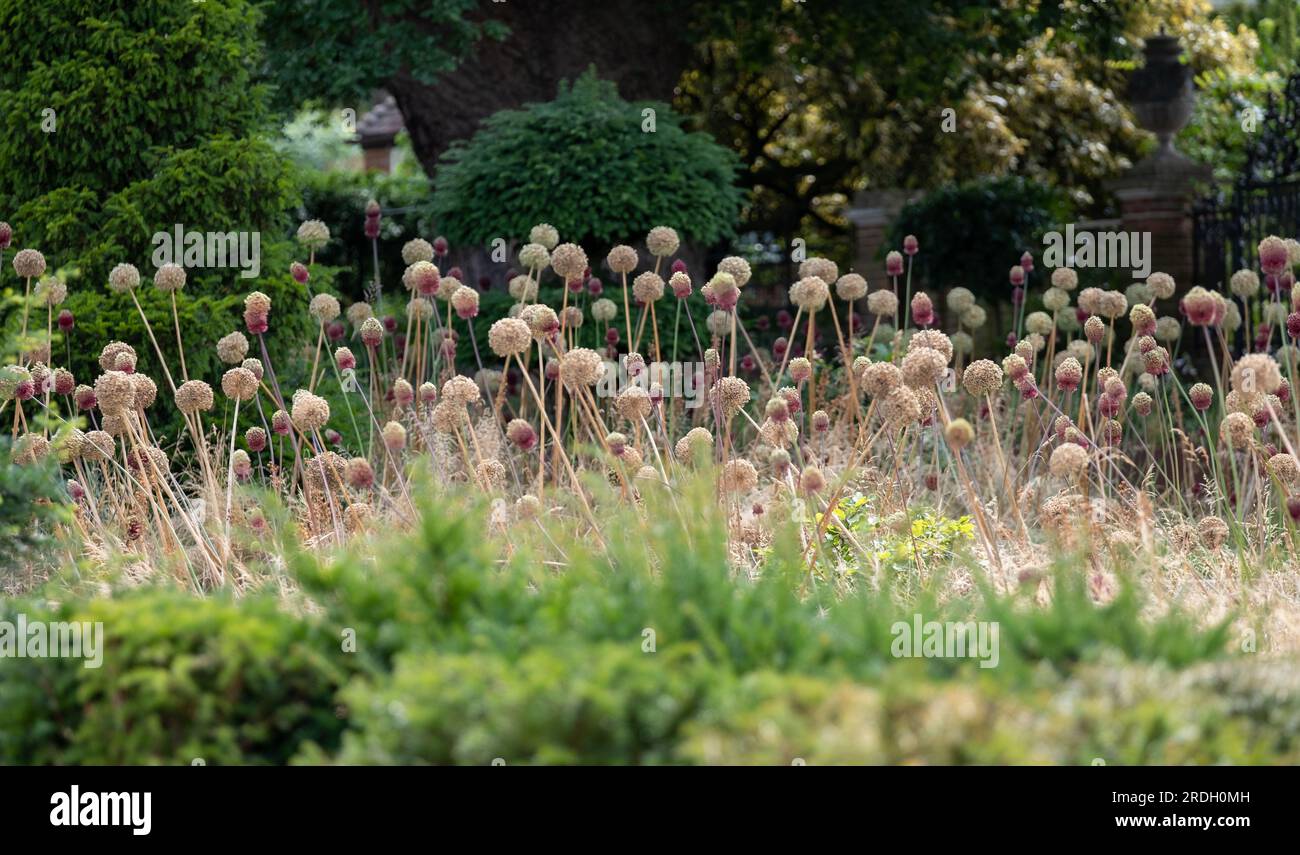 Dead, dried and decayed spring flowering Allium seed heads ...