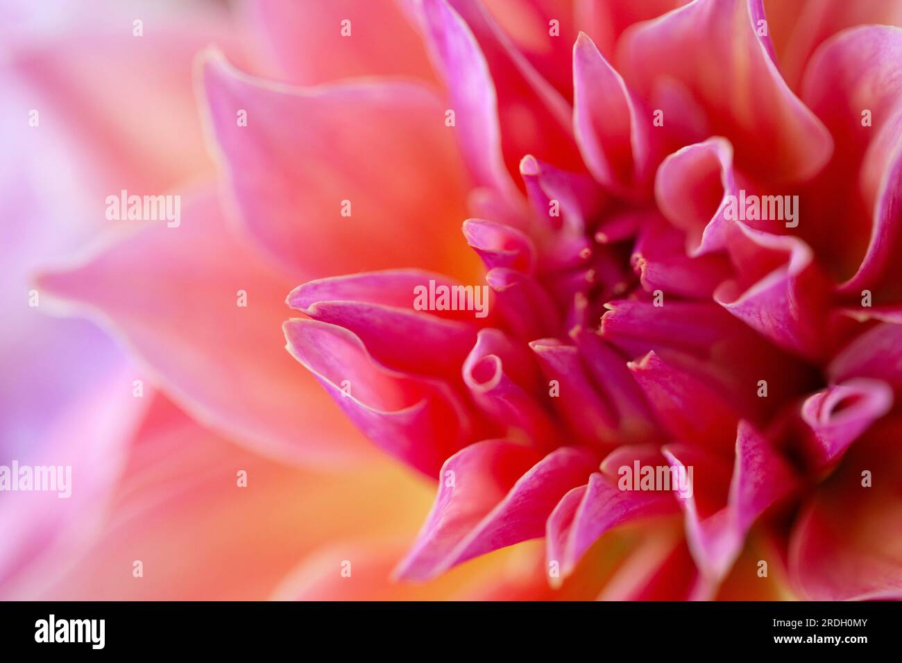 The curves and colours of dahlia "Labyrinth" flowers are shown in close ...