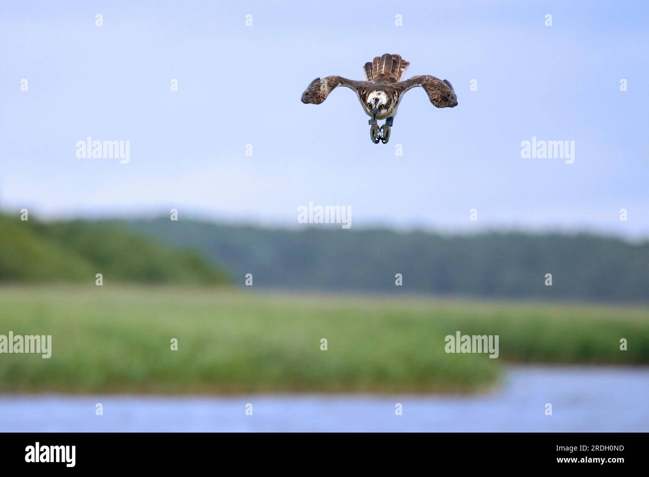 Western osprey (Pandion haliaetus) in flight, diving with feet ...