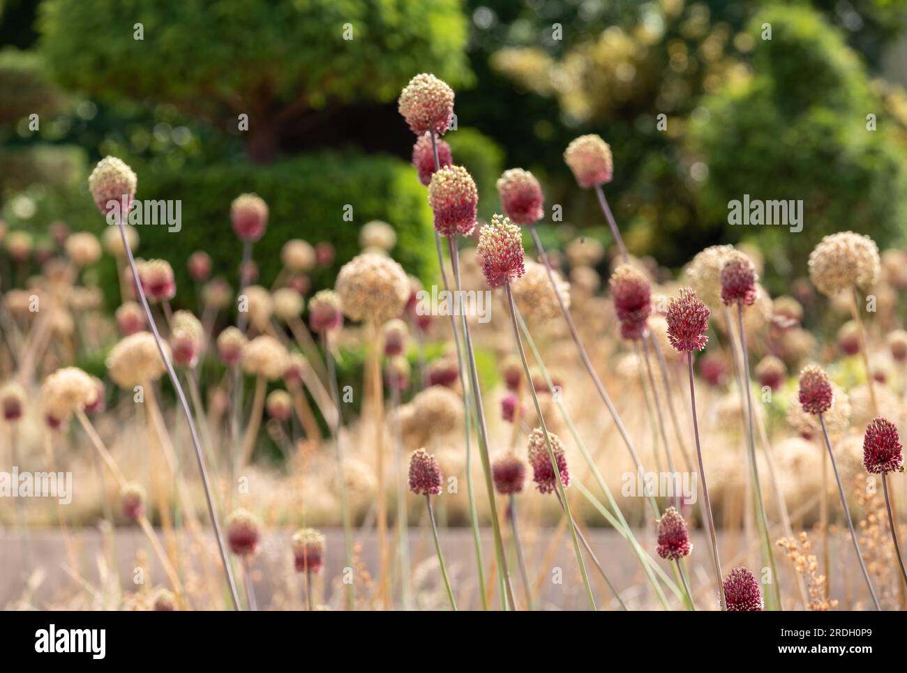 Dead, dried and decayed spring flowering Allium seed heads ...