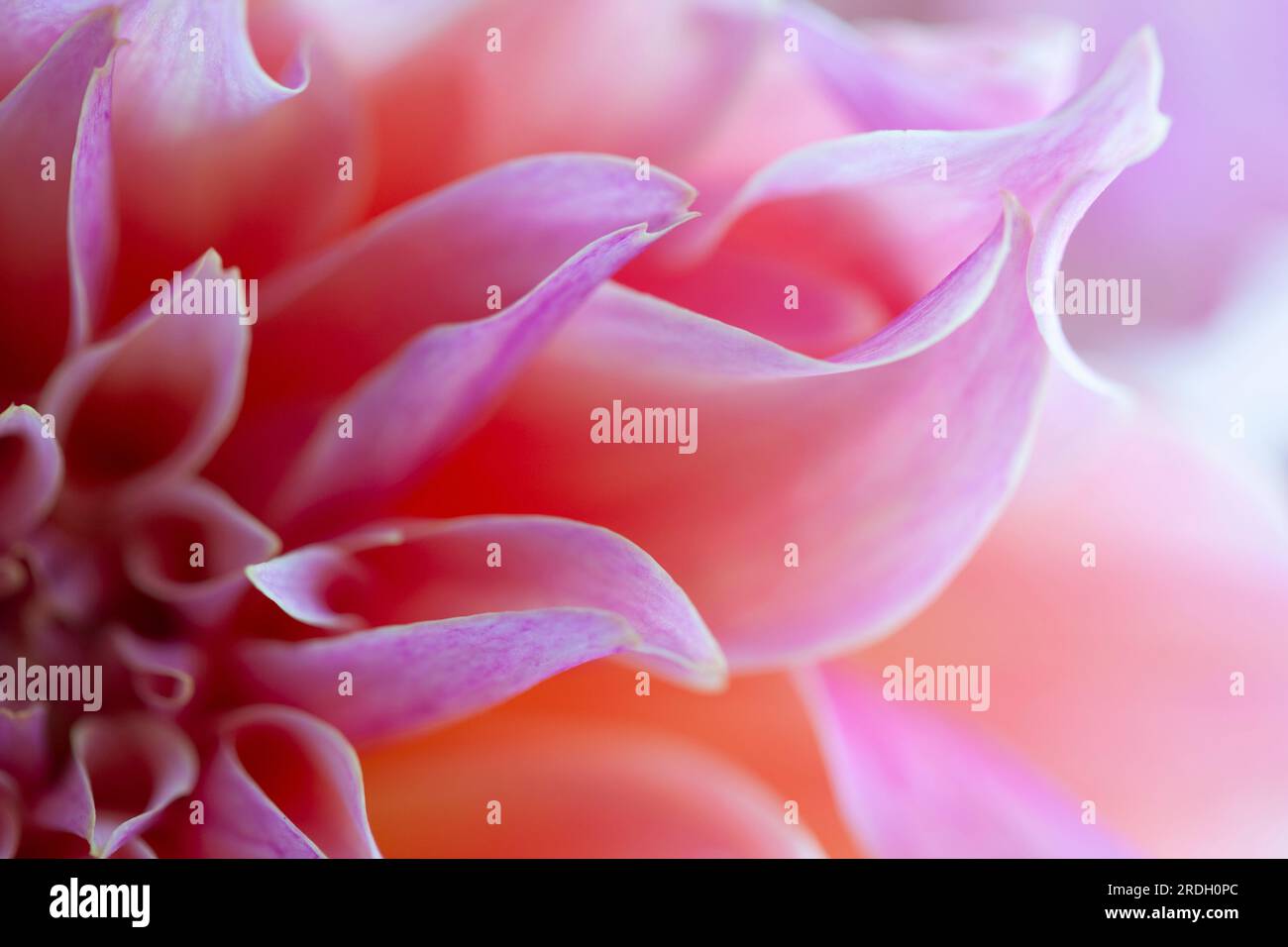 The curves and colours of dahlia "Labyrinth" flowers are shown in close ...