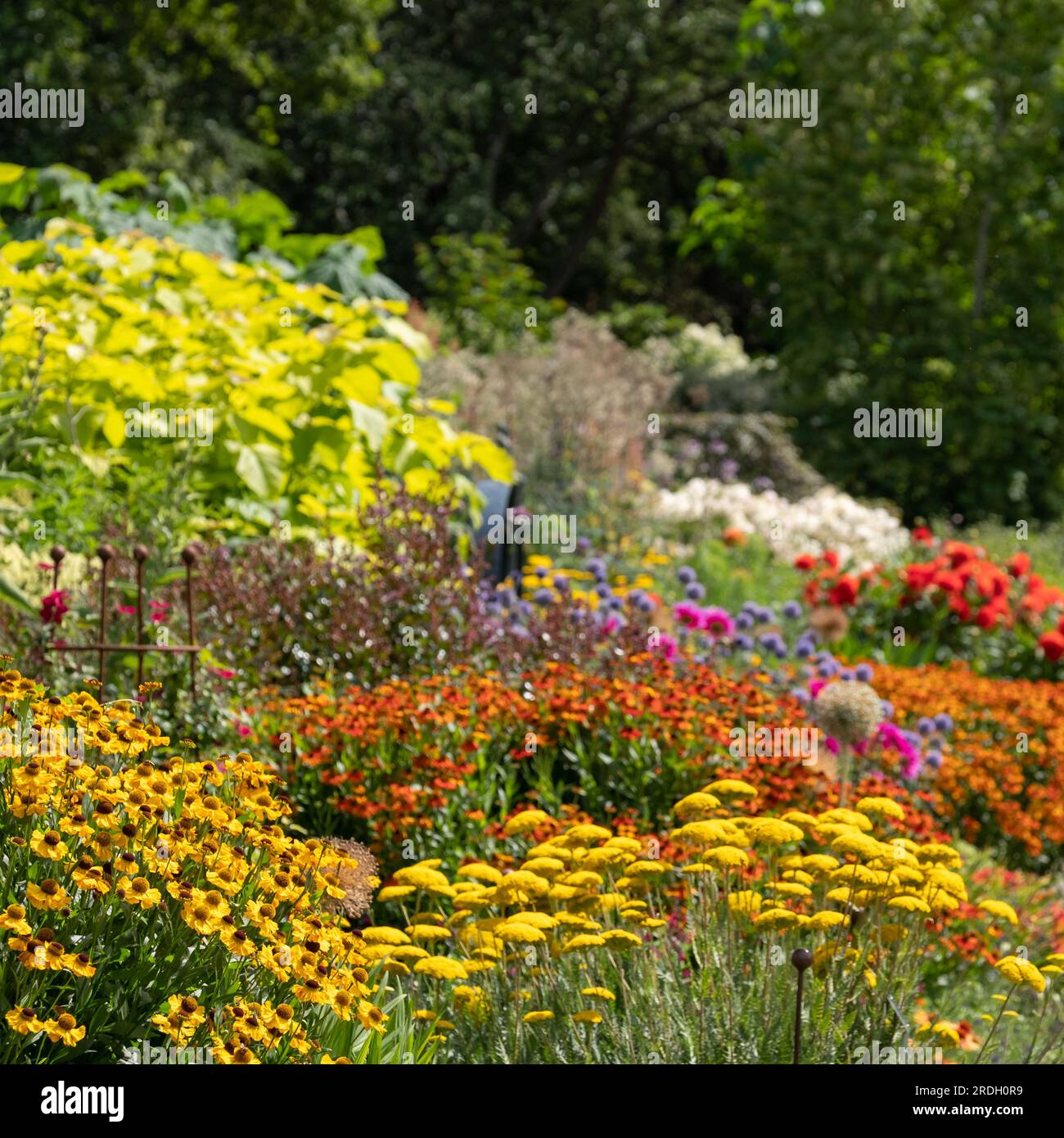 Stunning, colourful mixed flower borders at the RHS Wisley Garden ...
