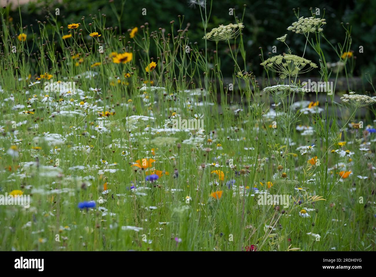 Wildflower garden meadow wisley hi-res stock photography and images - Alamy
