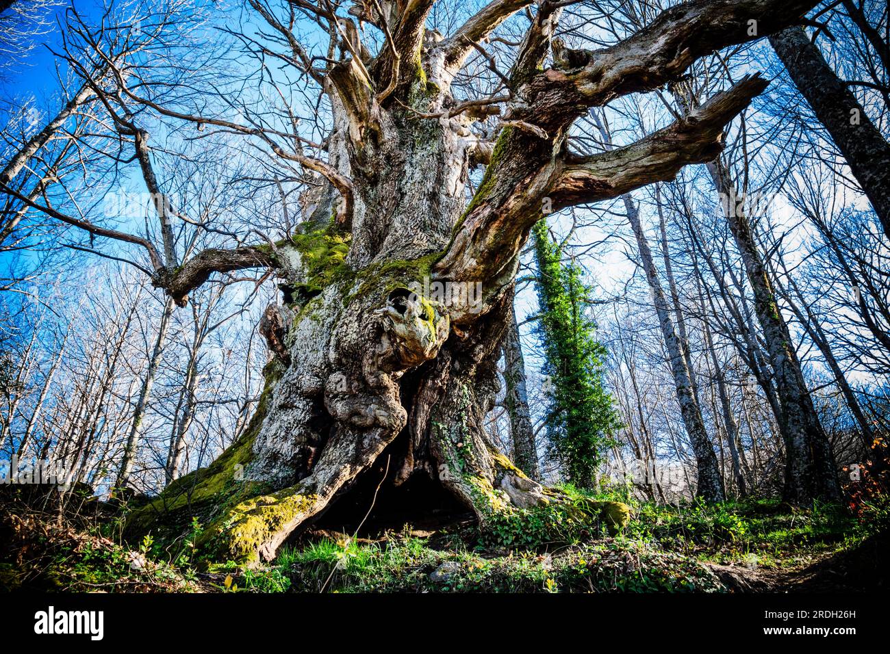 Hoja de especie hi-res stock photography and images - Alamy