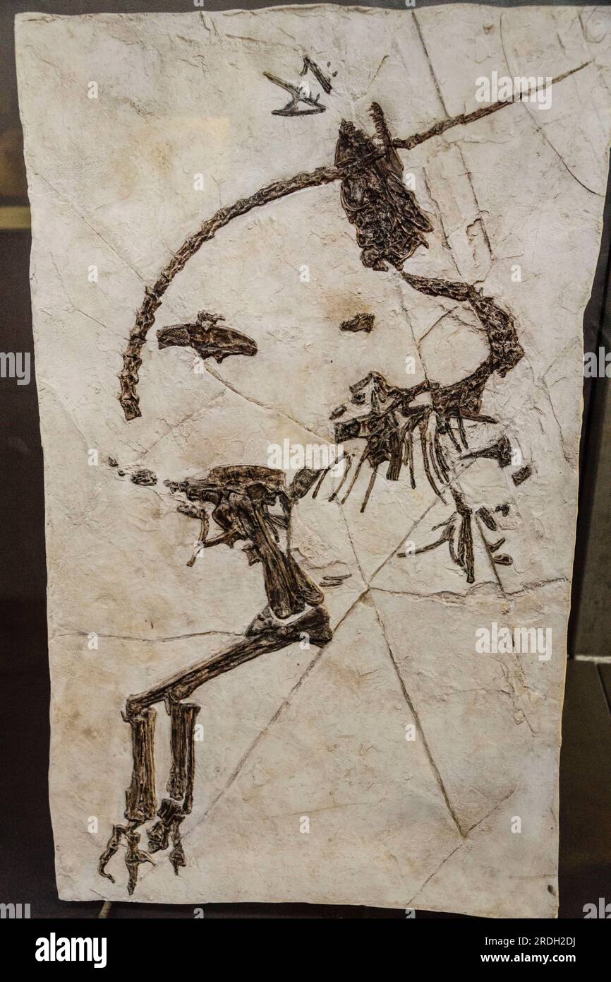 Paleobiologia hi-res stock photography and images - Alamy