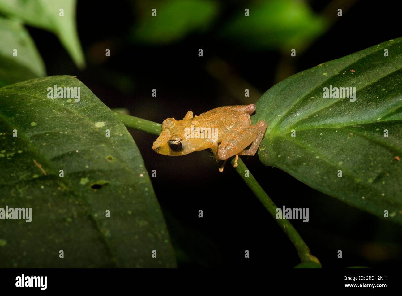 Kichwa Rain Frog (Pristimatis kichwarum); a small amazon frog ion a ...