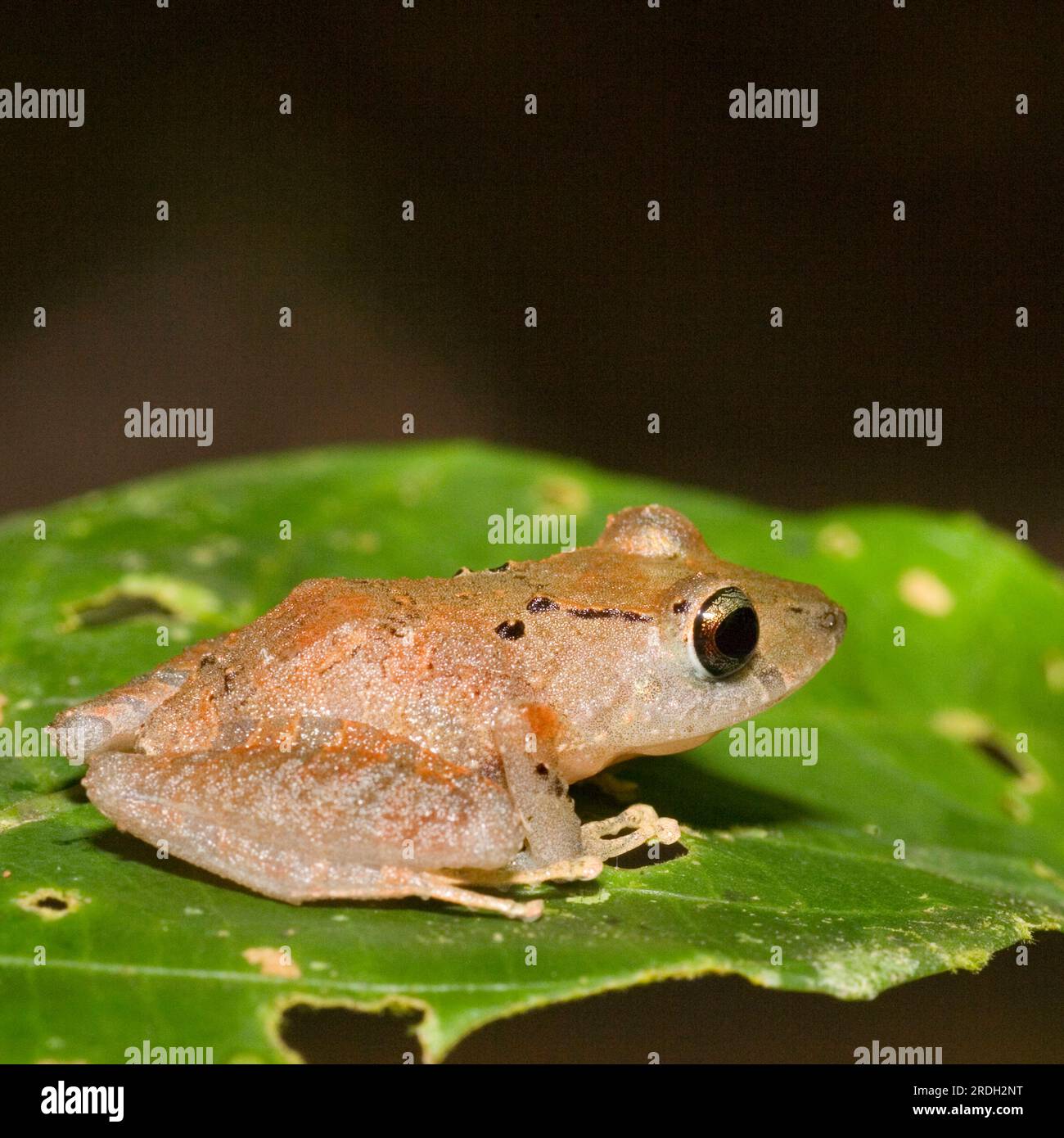 Kichwa Rain Frog (Pristimatis kichwarum); a small amazon frog ion a ...