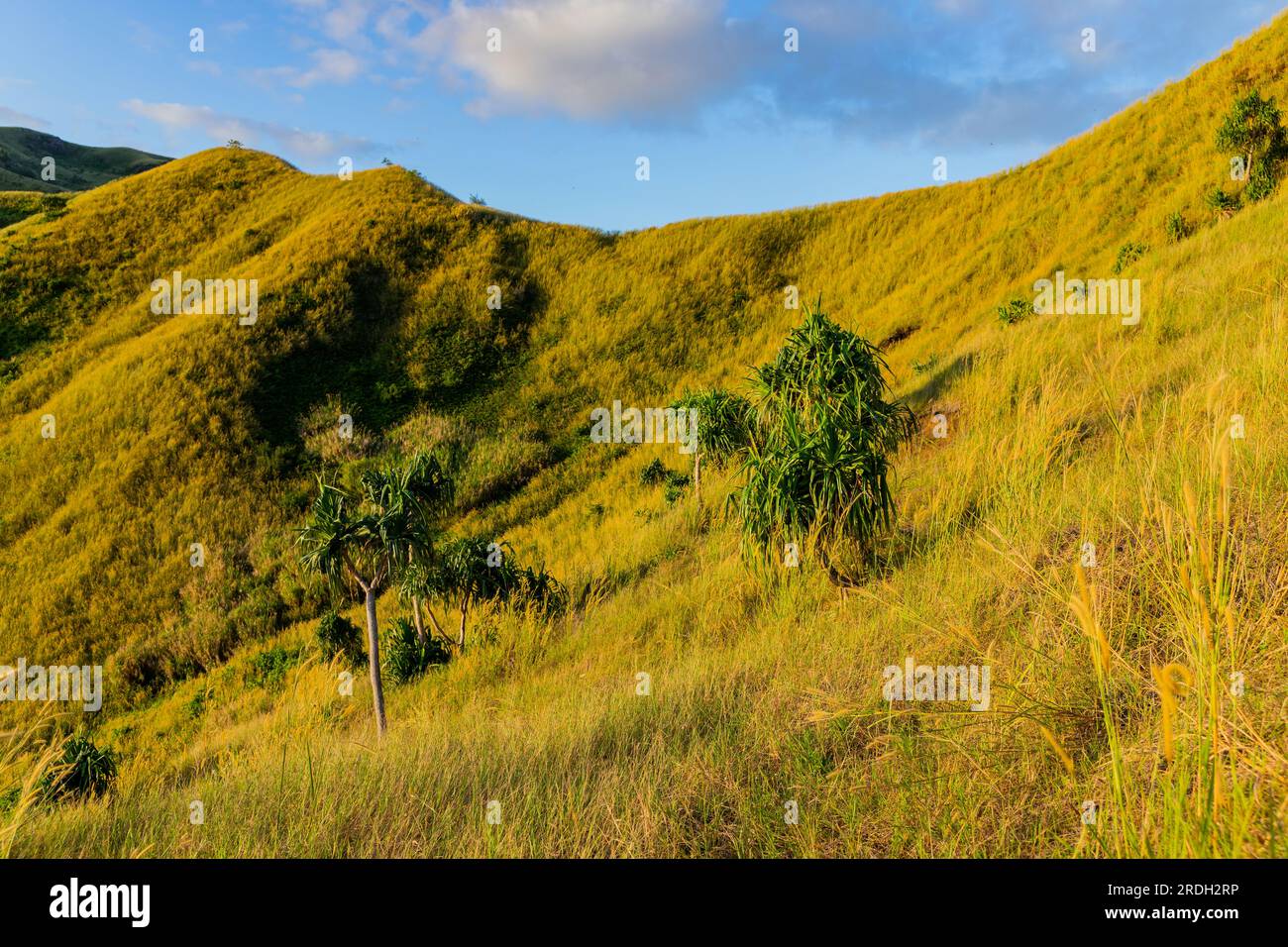 The top of Nacula island vegetation, Yasawa Islands, Fiji, South ...