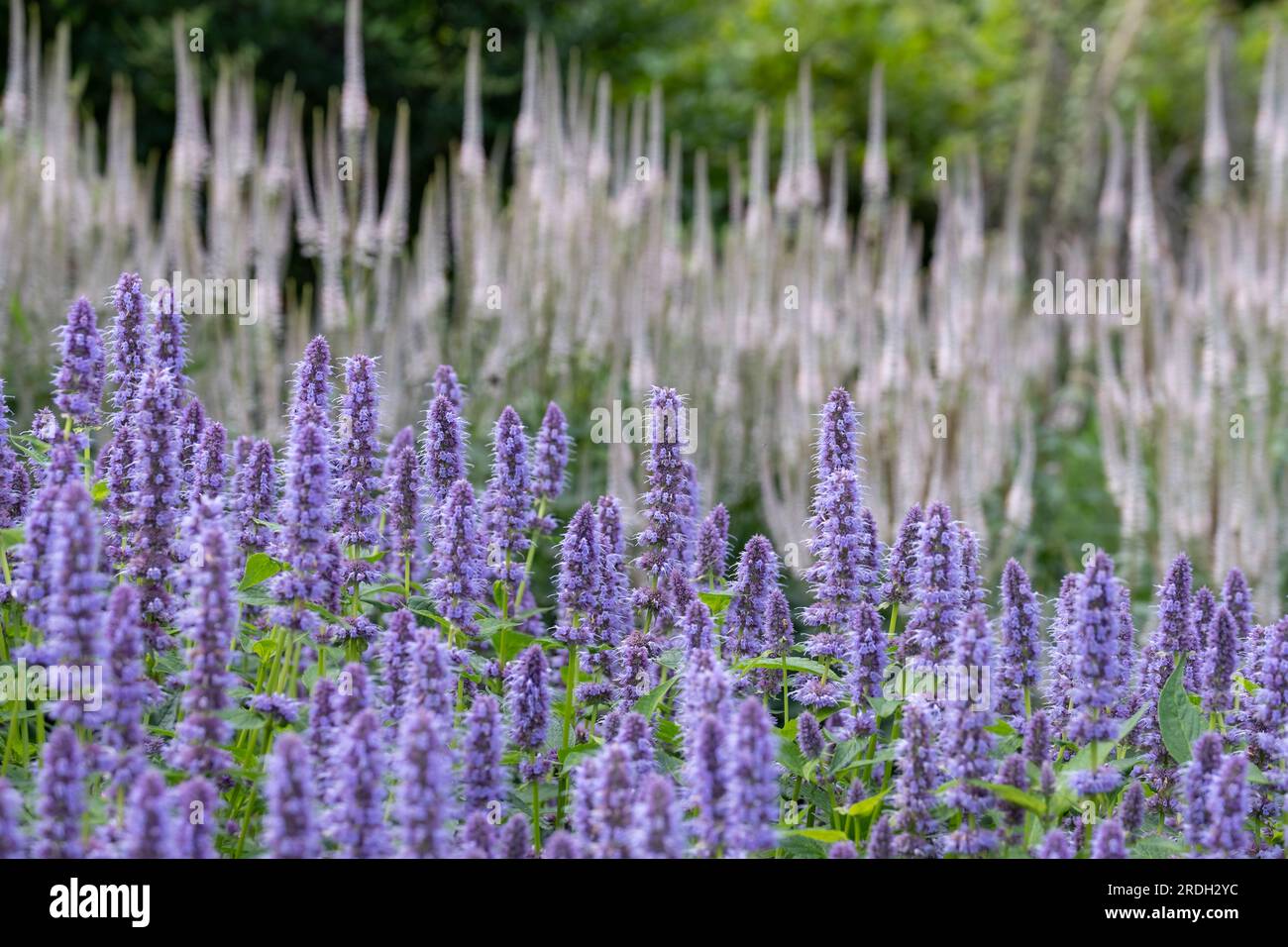 Stunning, colourful mixed flower borders at the RHS Wisley Garden ...