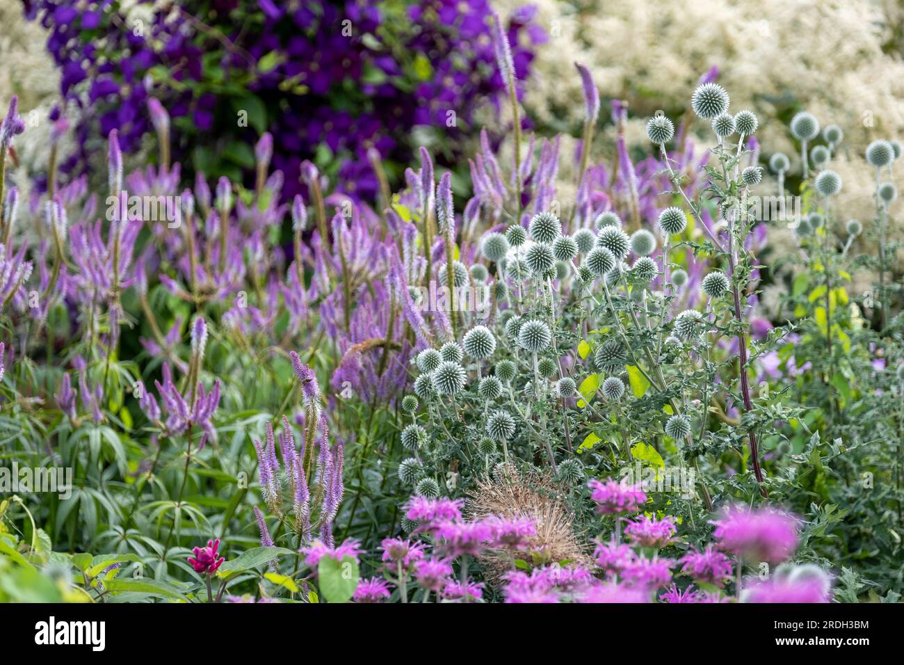 In the foreground, Ruthenian globe thistle, Echinops bannaticus Star ...