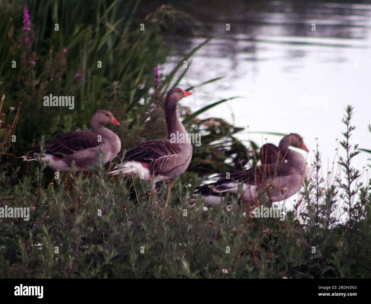 Ducks in the reservoirs of Kinderdijk, The Netherlands Stock Photo - Alamy