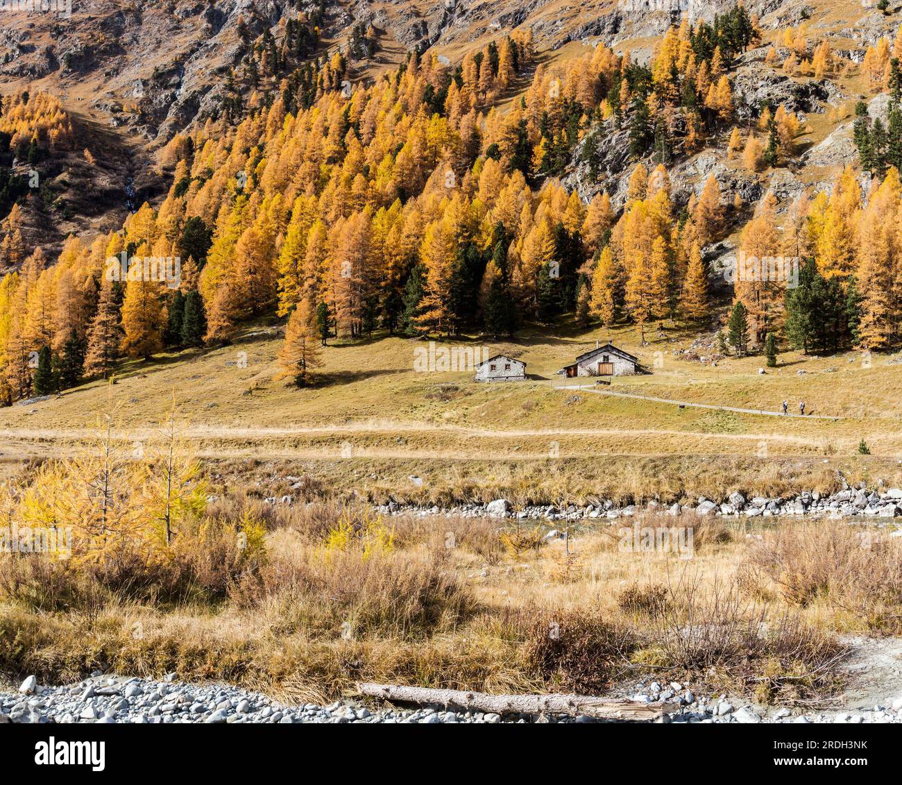 The famouse Roseg Valley in the golden autumn season with larch trees ...