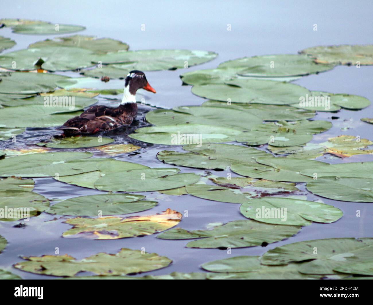 Duck in the reservoirs of Kinderdijk, The Netherlands Stock Photo - Alamy