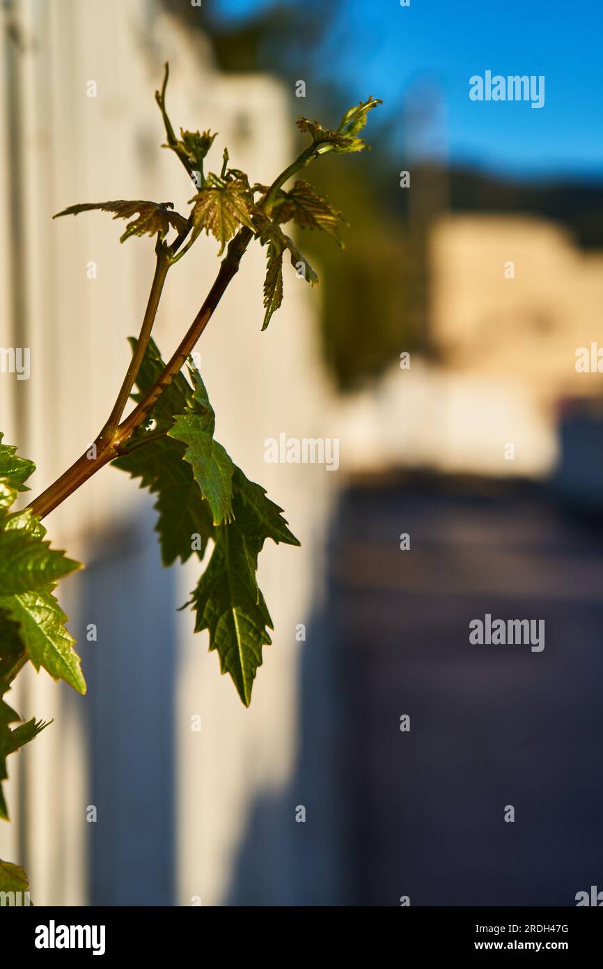 Plant in an abstract background Stock Photo - Alamy