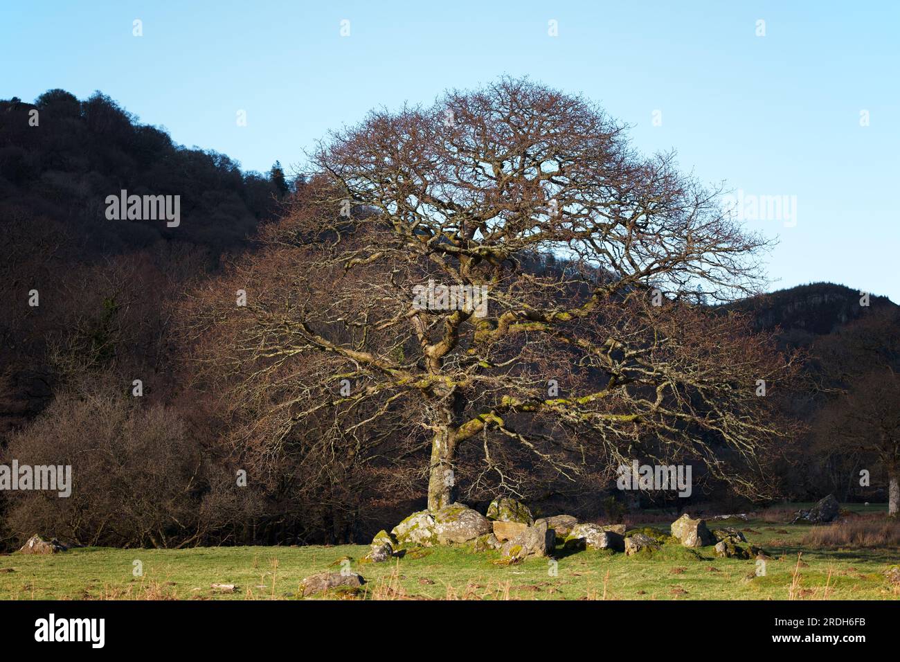 Oak tree in the llugwy valley hi-res stock photography and images - Alamy