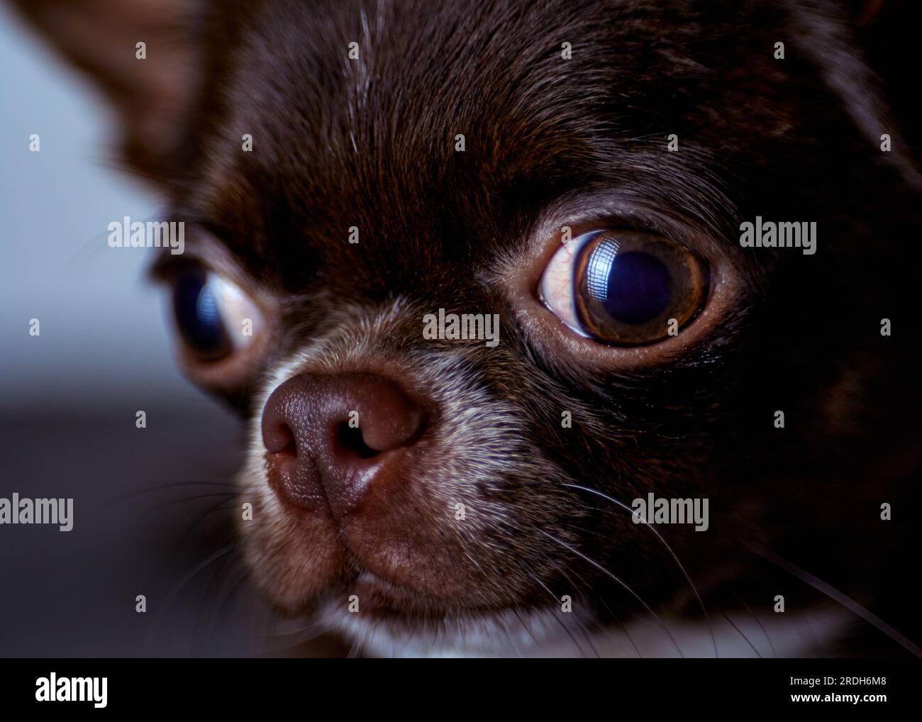 Portrait of a beautiful brown dreamy chihuahua male pup. Face close- up ...
