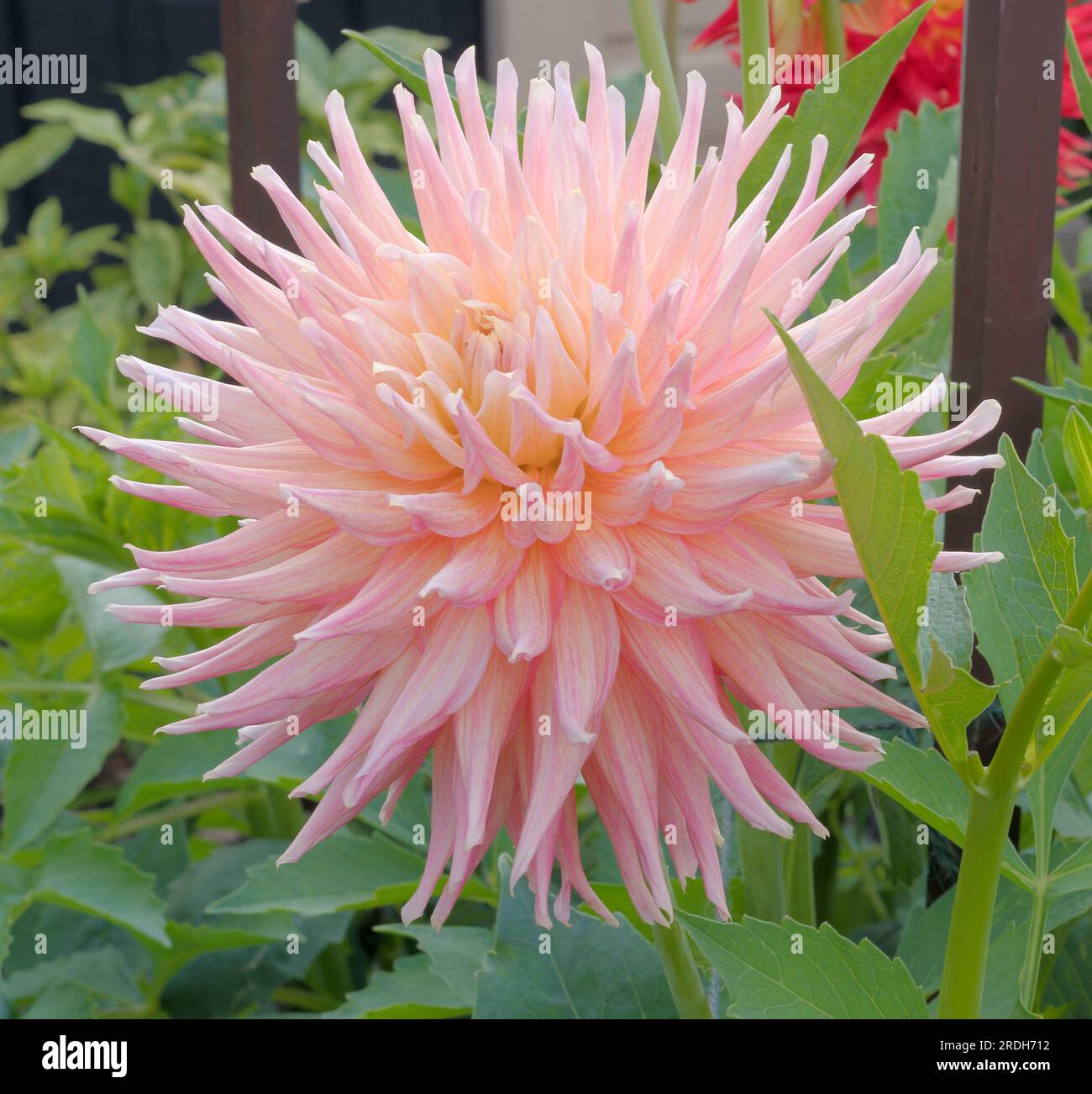 Dahlia open hi-res stock photography and images - Alamy