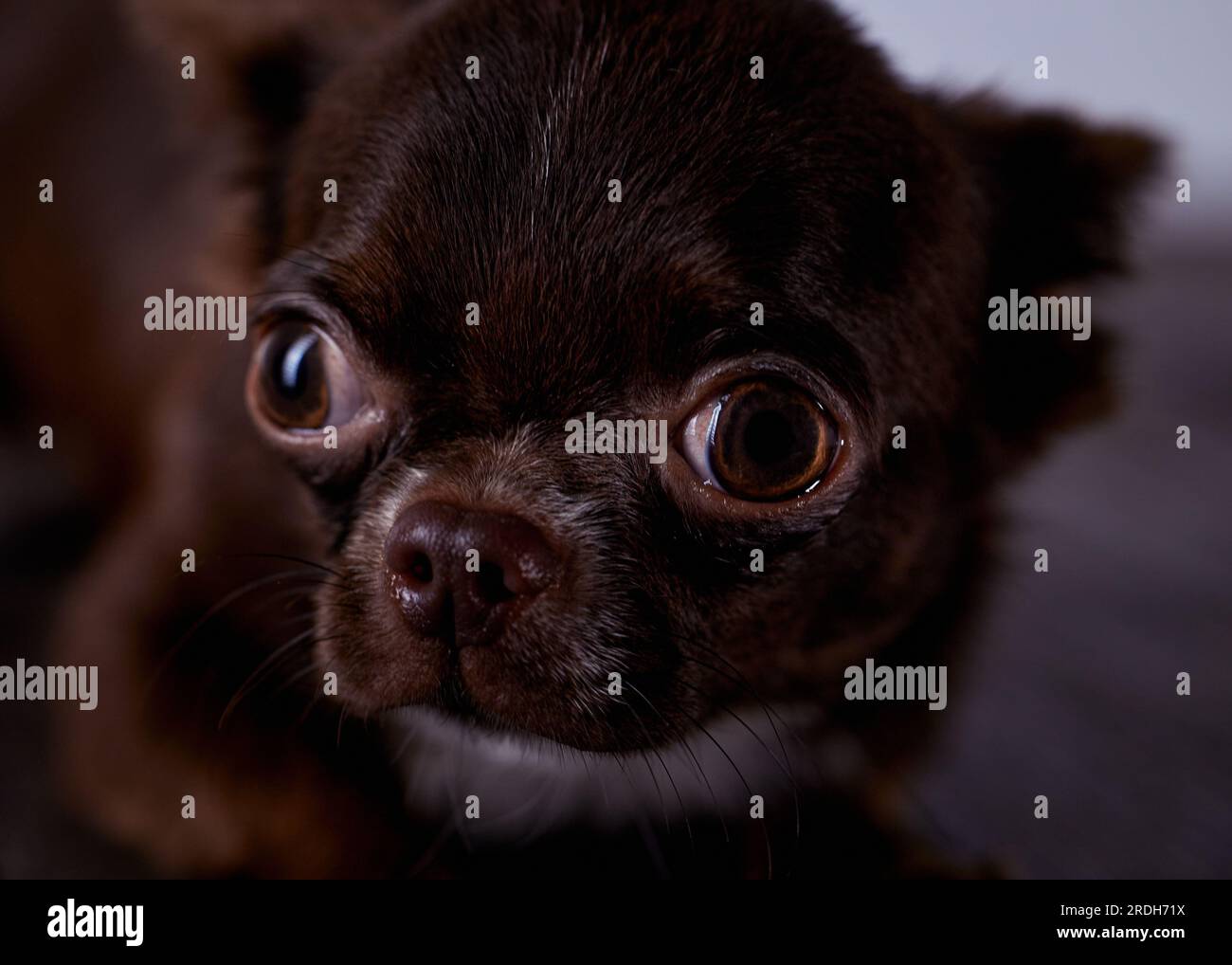 Portrait of a cuite scared crying brown chihuahua pup Stock Photo - Alamy