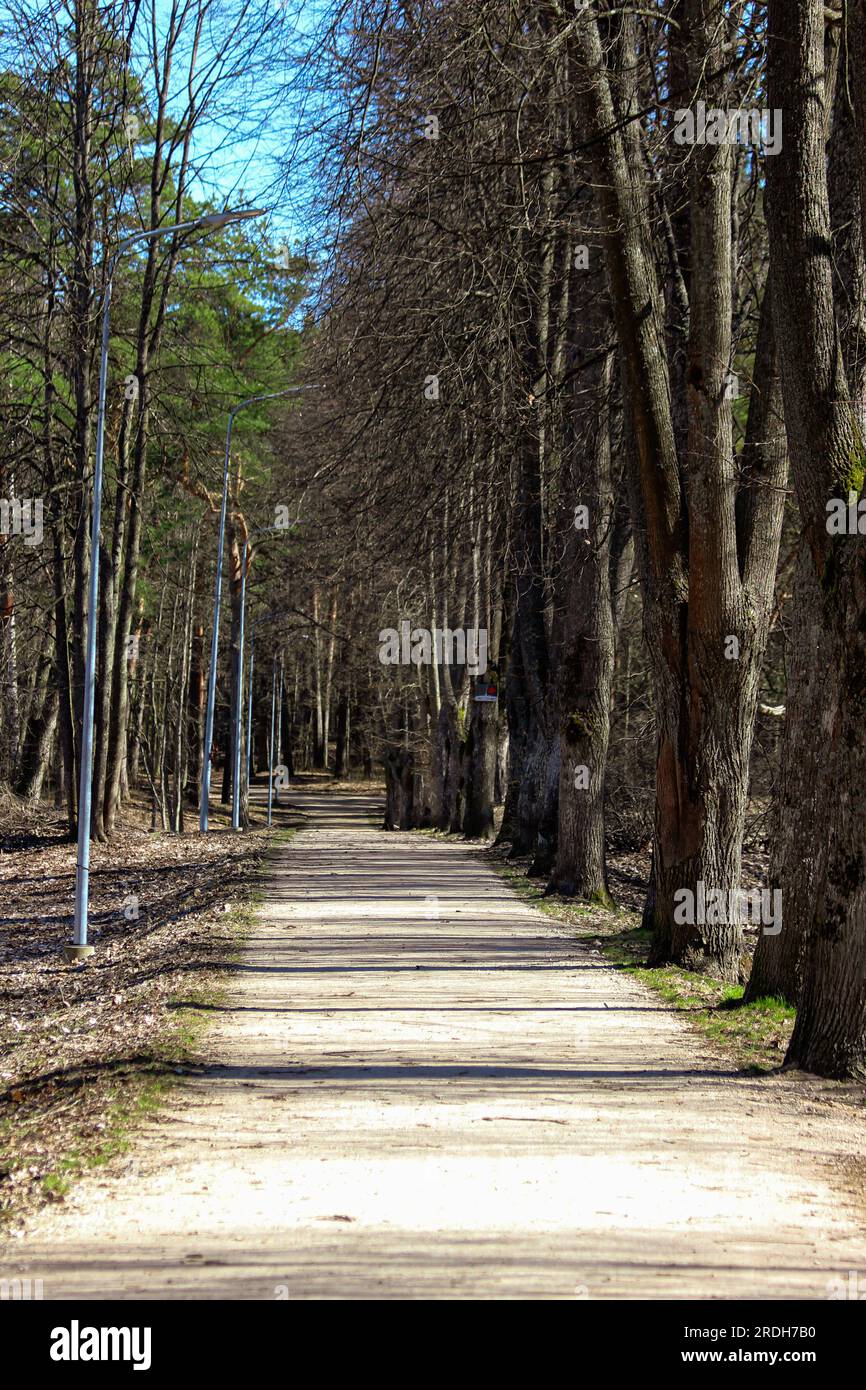 The park path that leads us forward. trees waiting for spring Stock ...