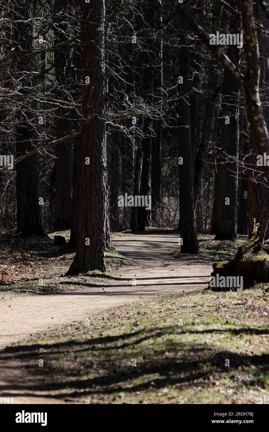Winding forest path surronded by trees, a shady forest waiting for ...